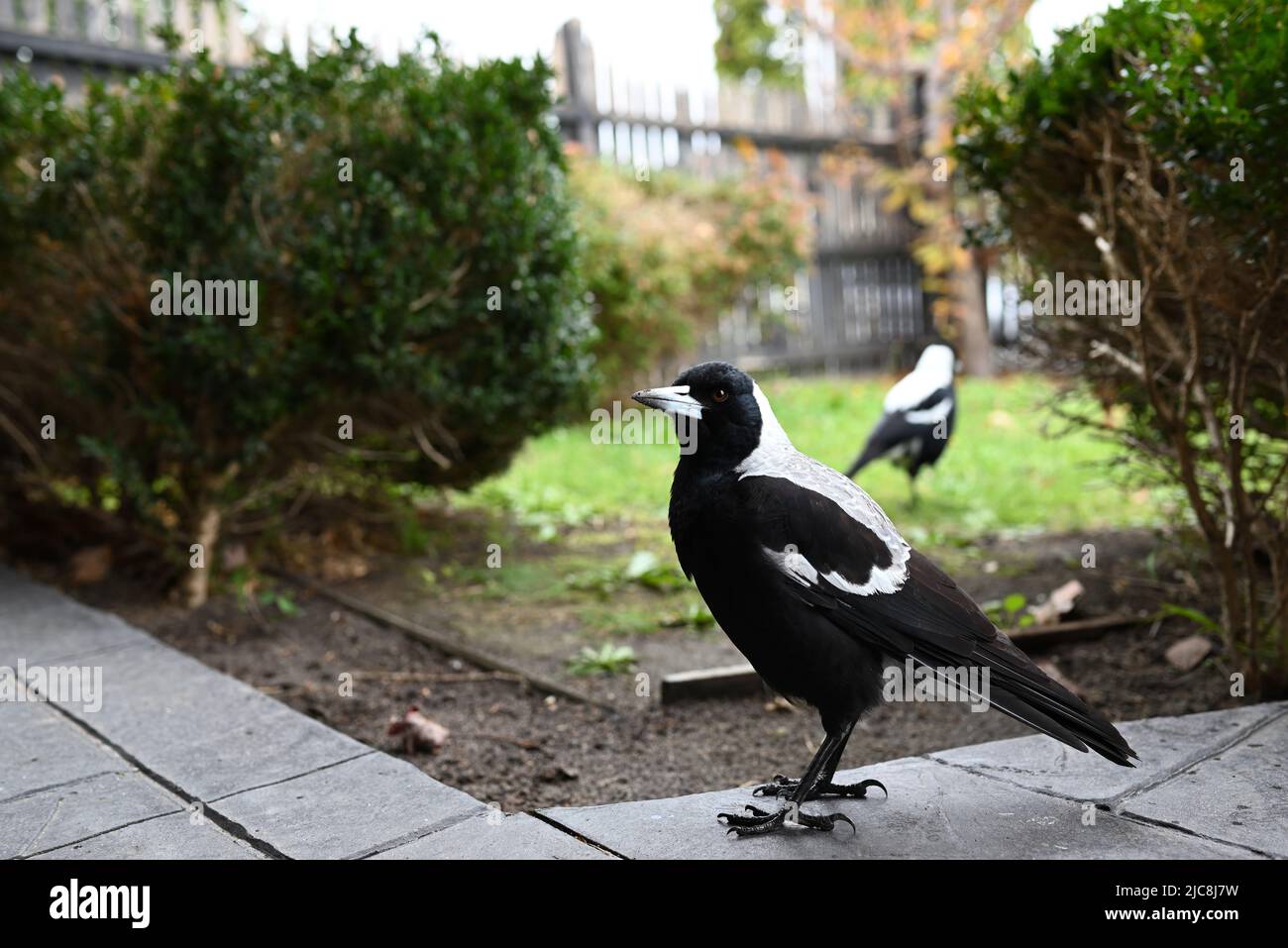 Friendly Australian magpie, its head slightly tilted, standing on a ...