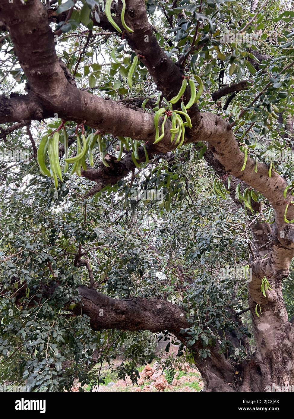 carob - Ceratonia siliqua - Johannisbrotbaum - caroubier Stock Photo ...