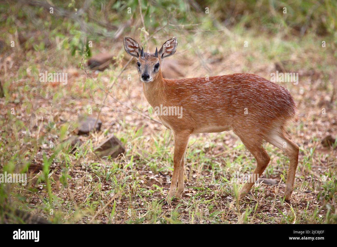 Sharpe-Greisbock / Sharpe's grysbok / Raphicerus sharpei Stock Photo ...