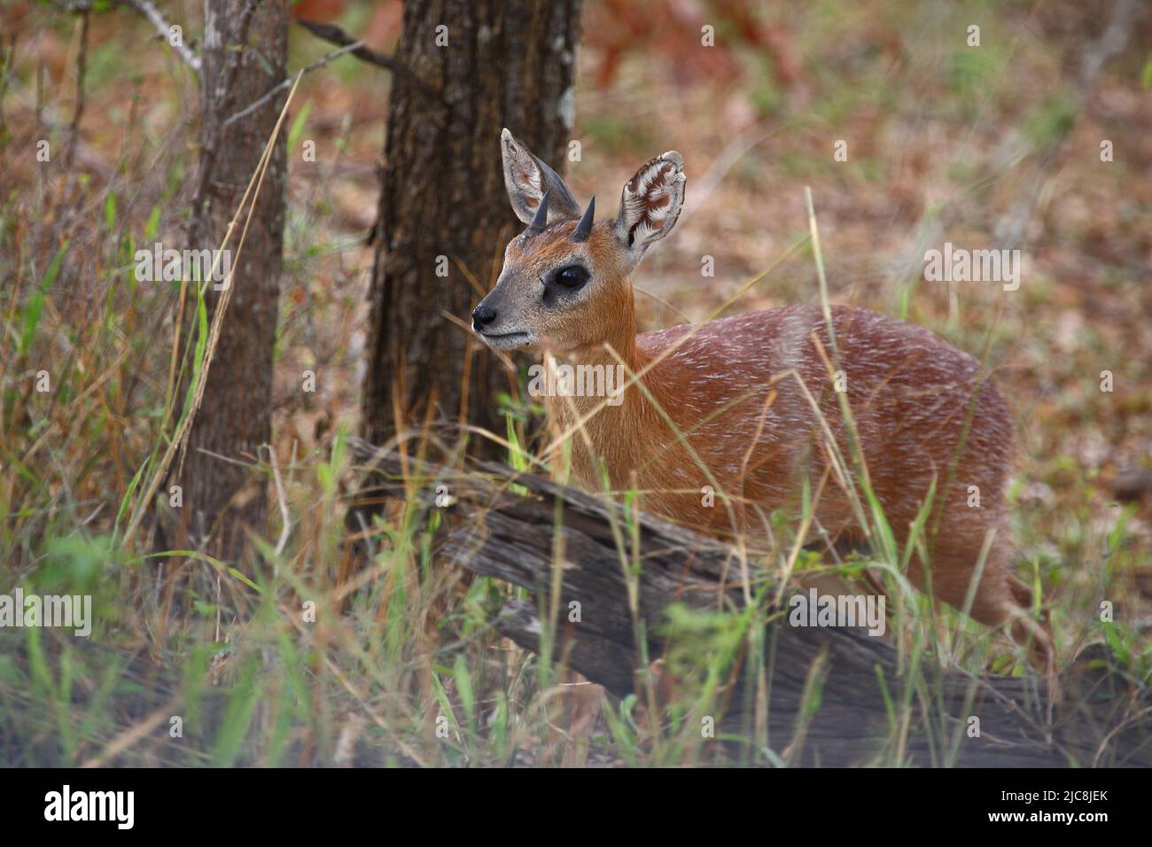 Sharpe-Greisbock / Sharpe's grysbok / Raphicerus sharpei Stock Photo ...