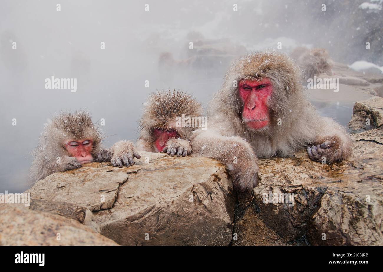 Snow monkeys taking a hot bath Stock Photo - Alamy