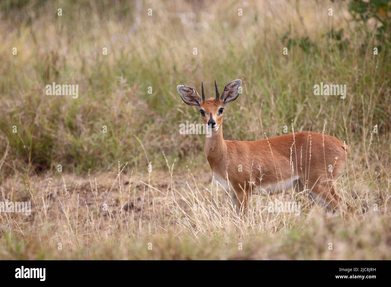Afrikanische steenboks hi-res stock photography and images - Alamy