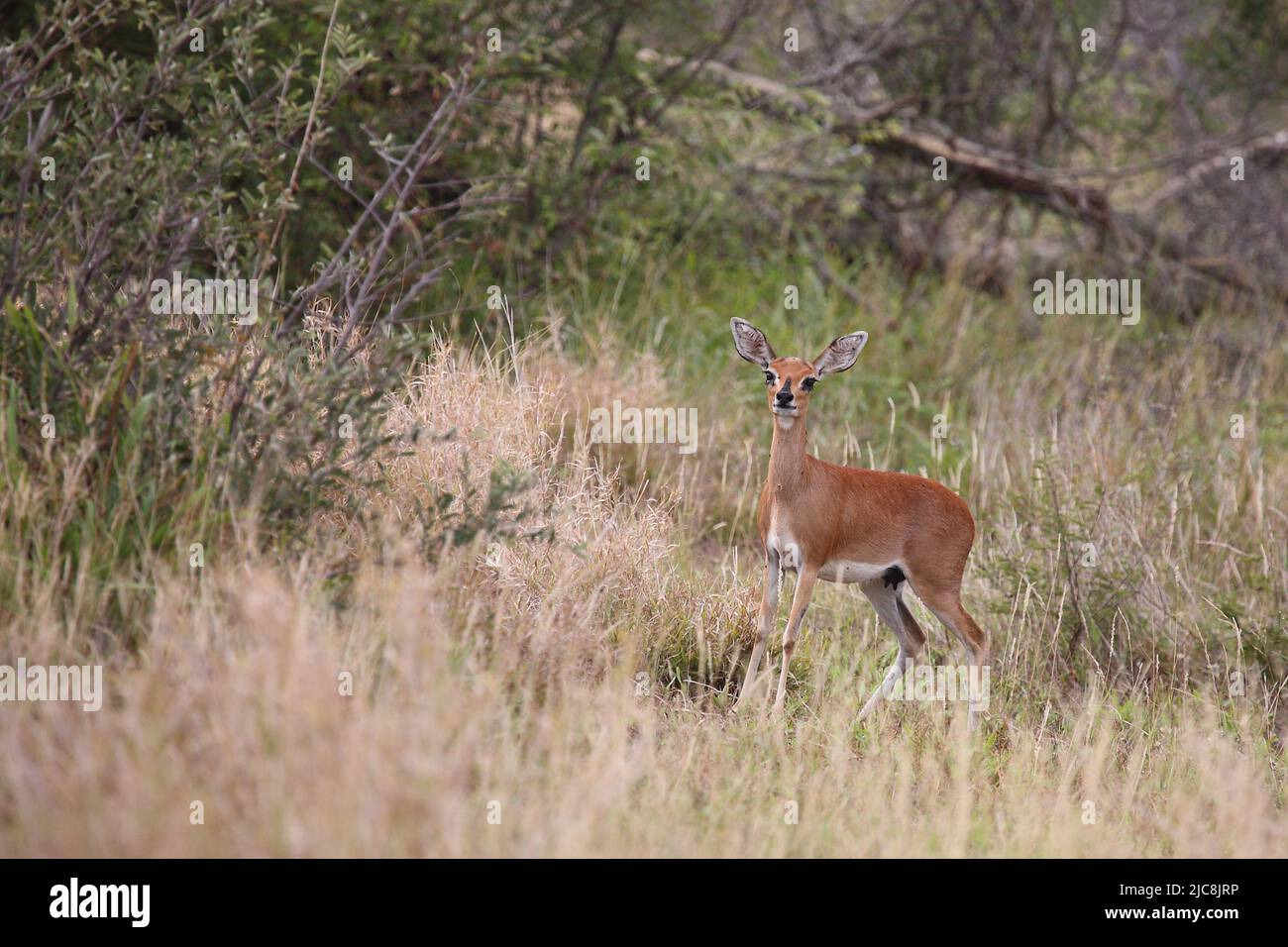 Afrikanische steenboks hi-res stock photography and images - Alamy
