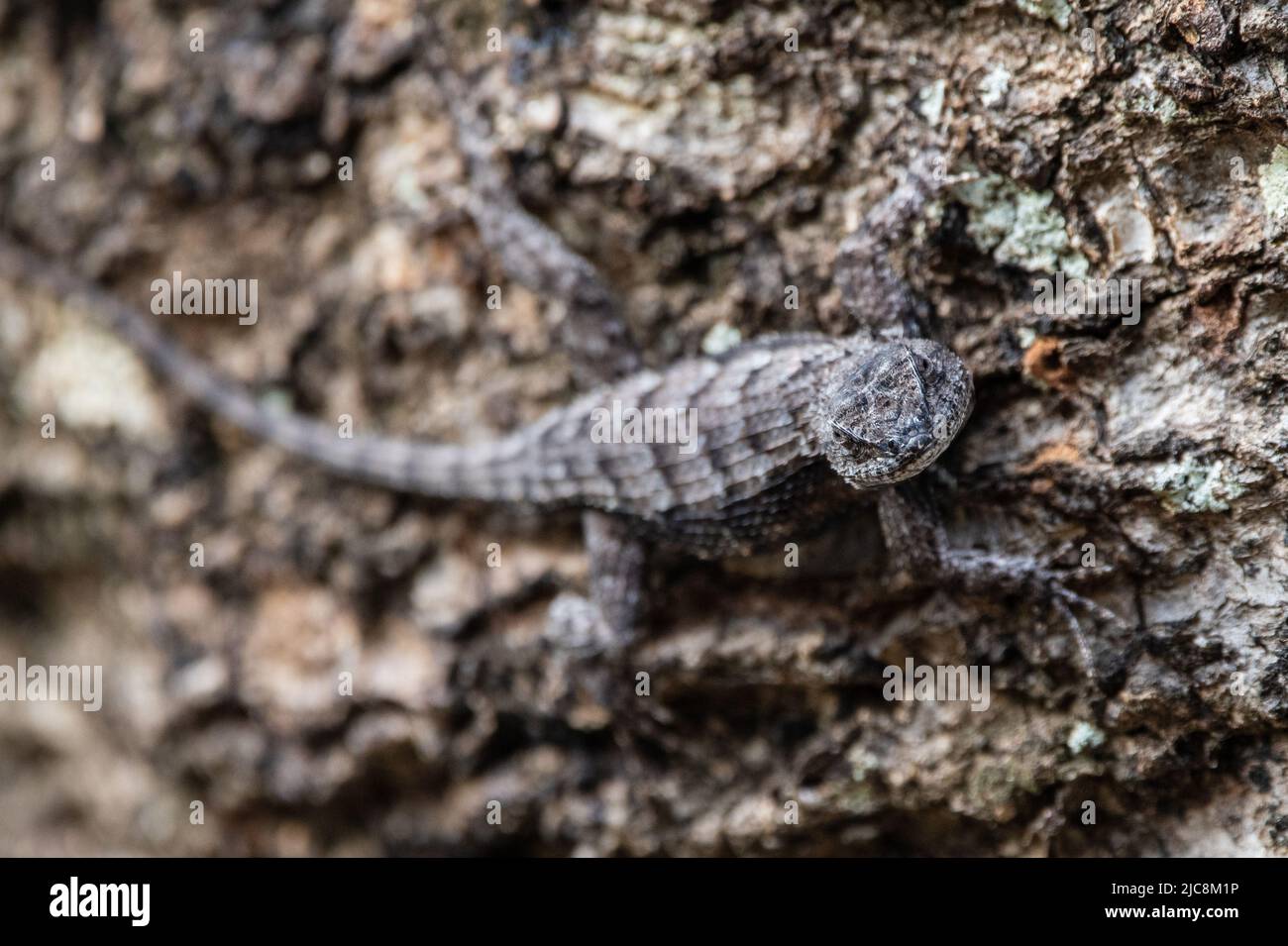 Florida scrub lizard sceloporus woodi hi-res stock photography and ...