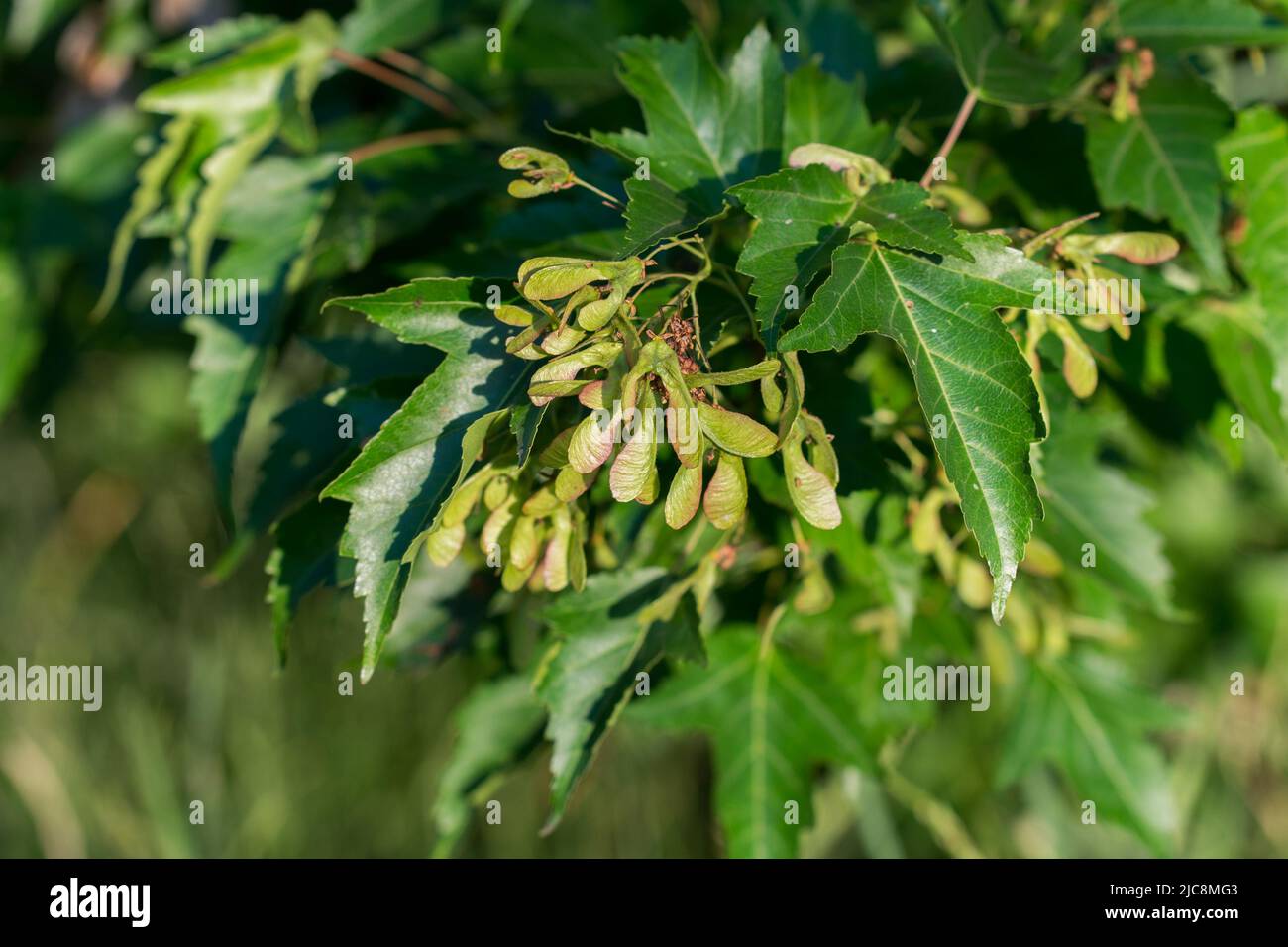 Maple tree seeds closeup hi-res stock photography and images - Alamy