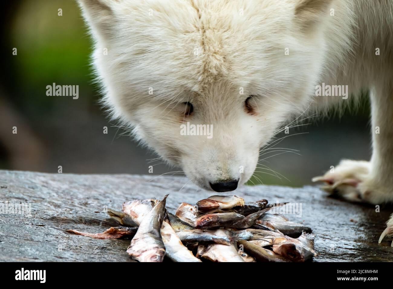 Stone cold fox hi-res stock photography and images - Alamy