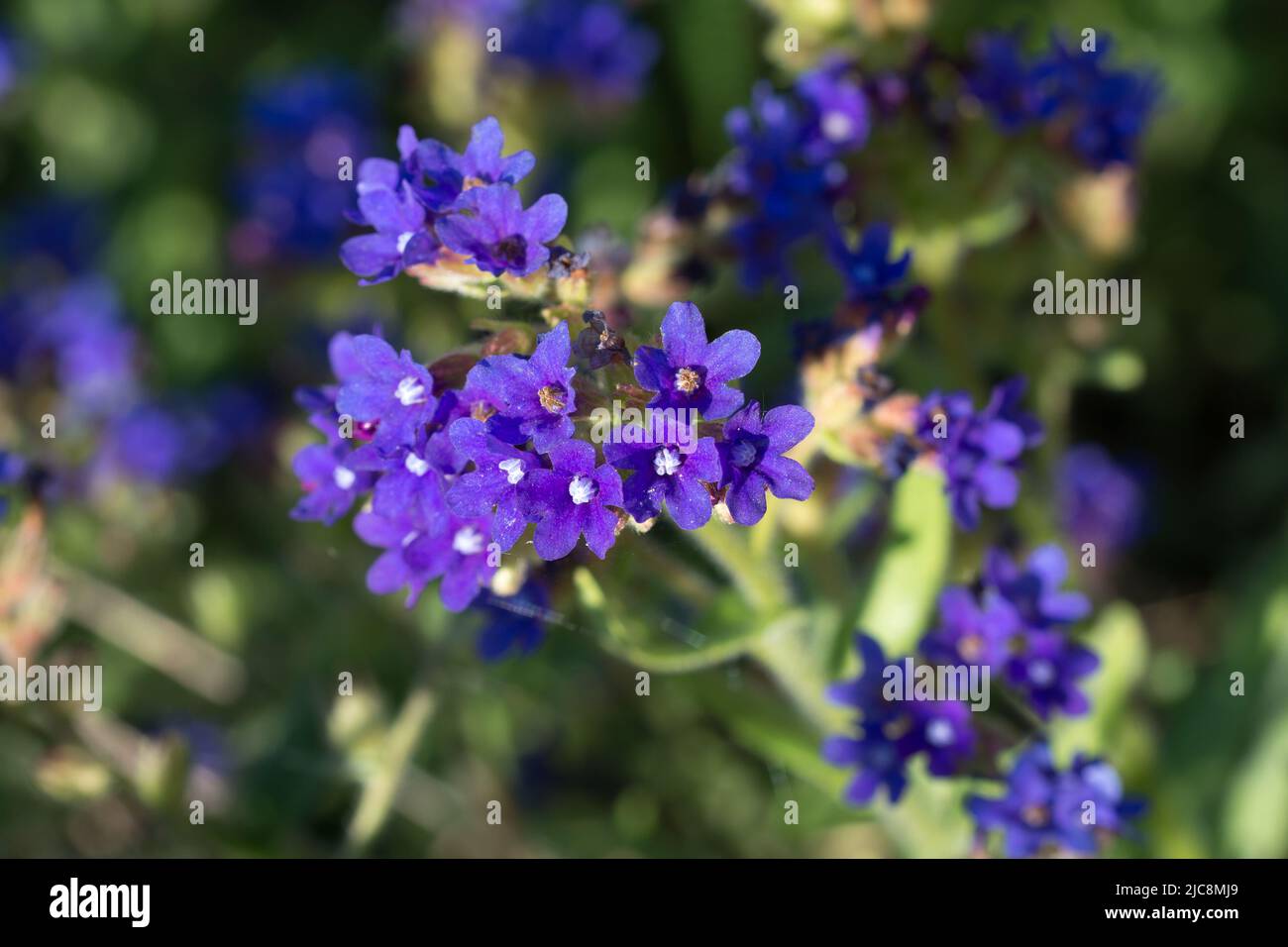 Common bugloss alkanet anchusa officinalis hi-res stock photography and ...