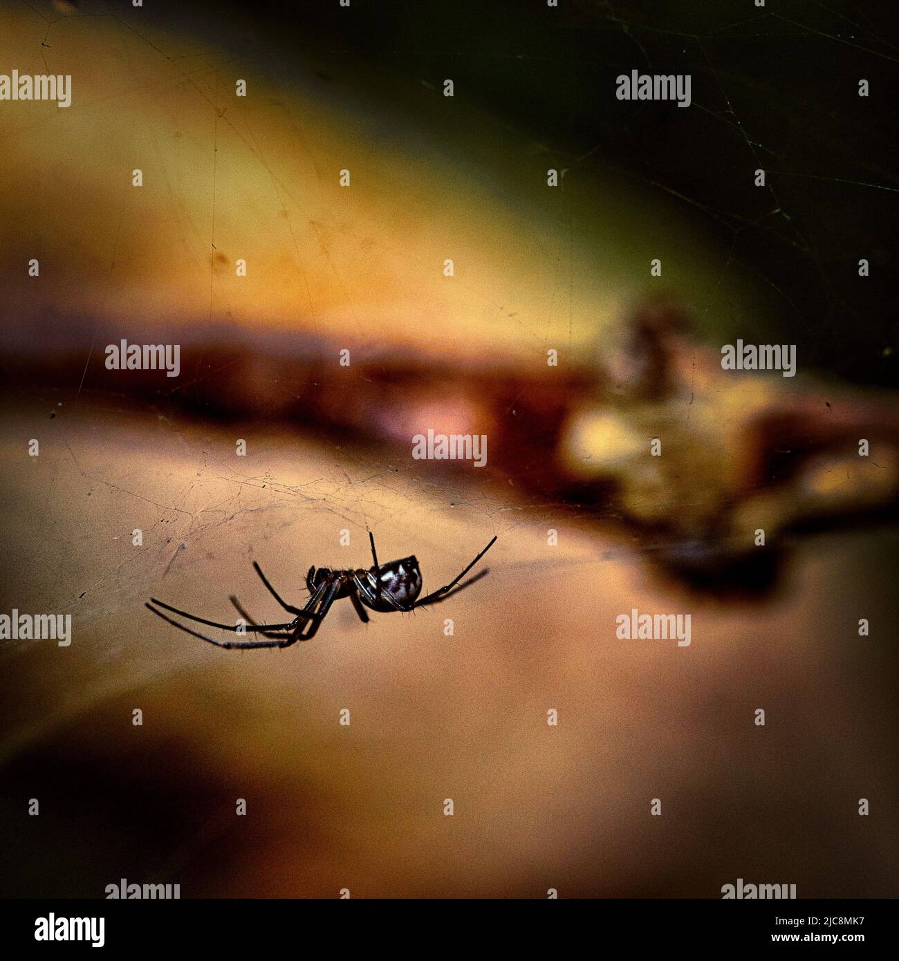 Baby spiders hi-res stock photography and images - Alamy