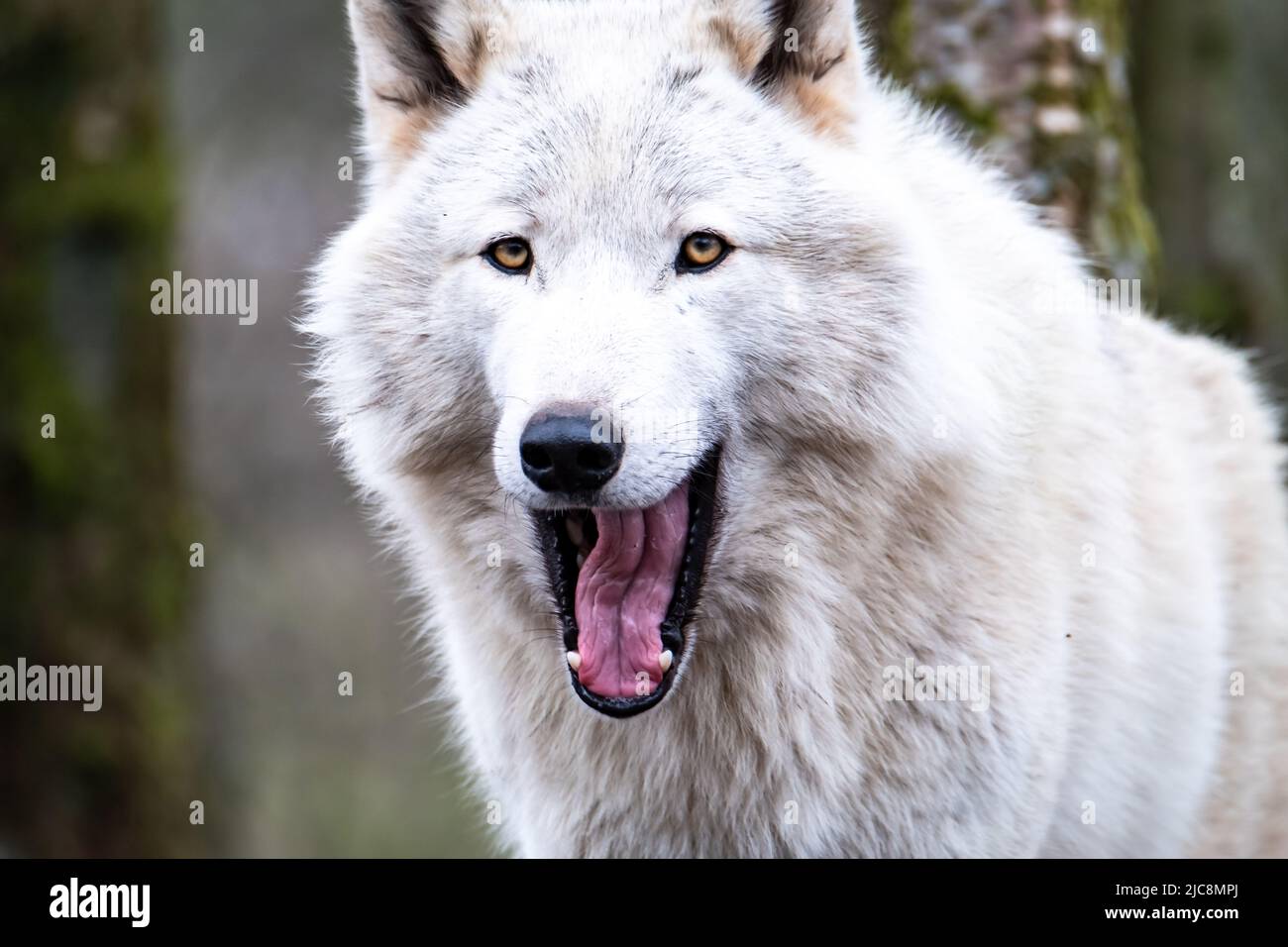White wolve pack hi-res stock photography and images - Alamy