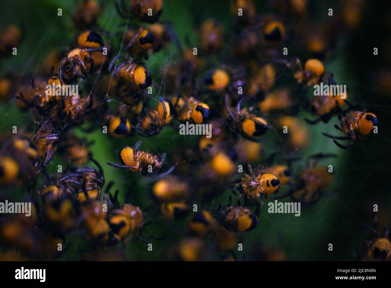 Arachnidae spiders hi-res stock photography and images - Alamy