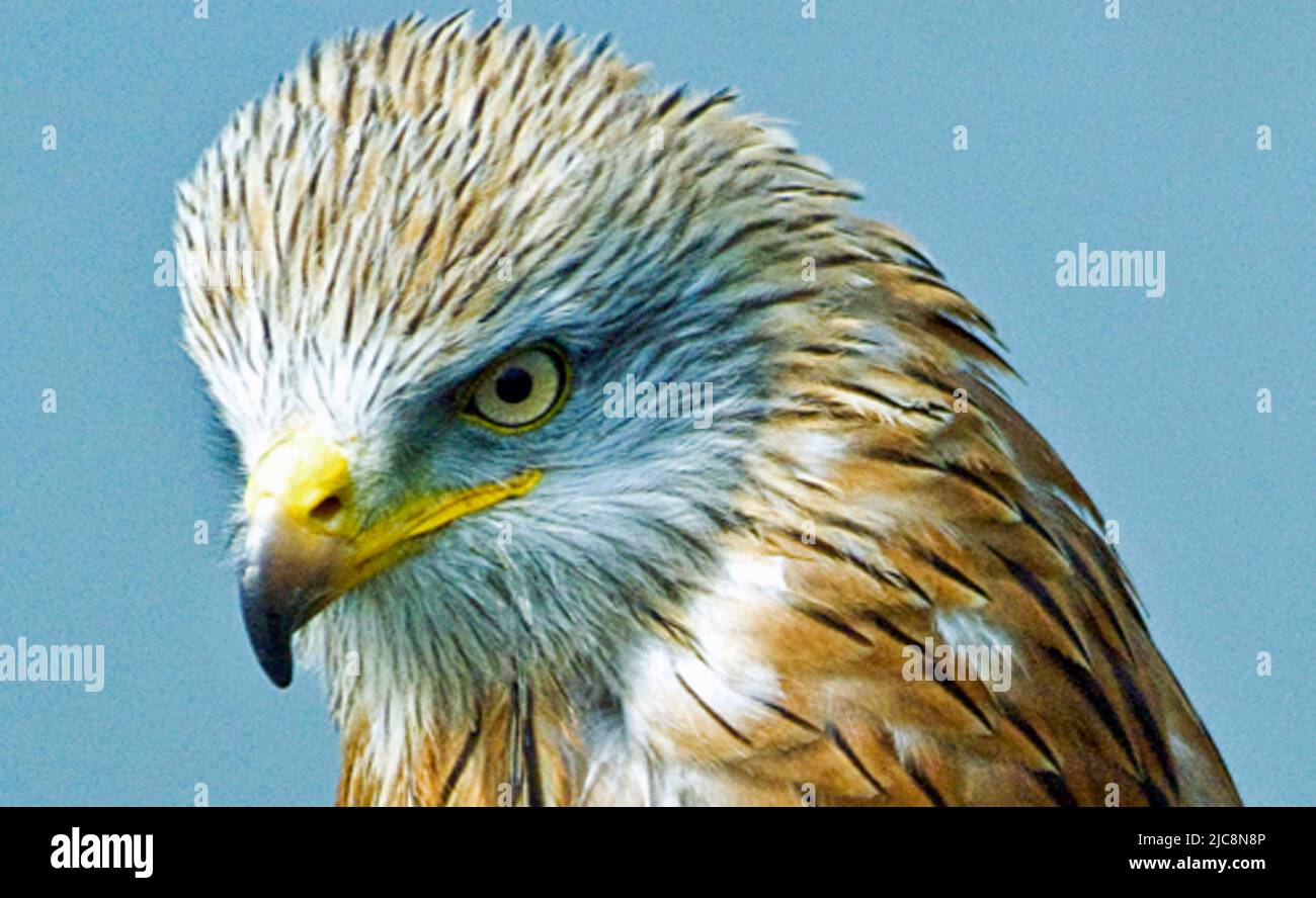 Comeback of kites hi-res stock photography and images - Alamy