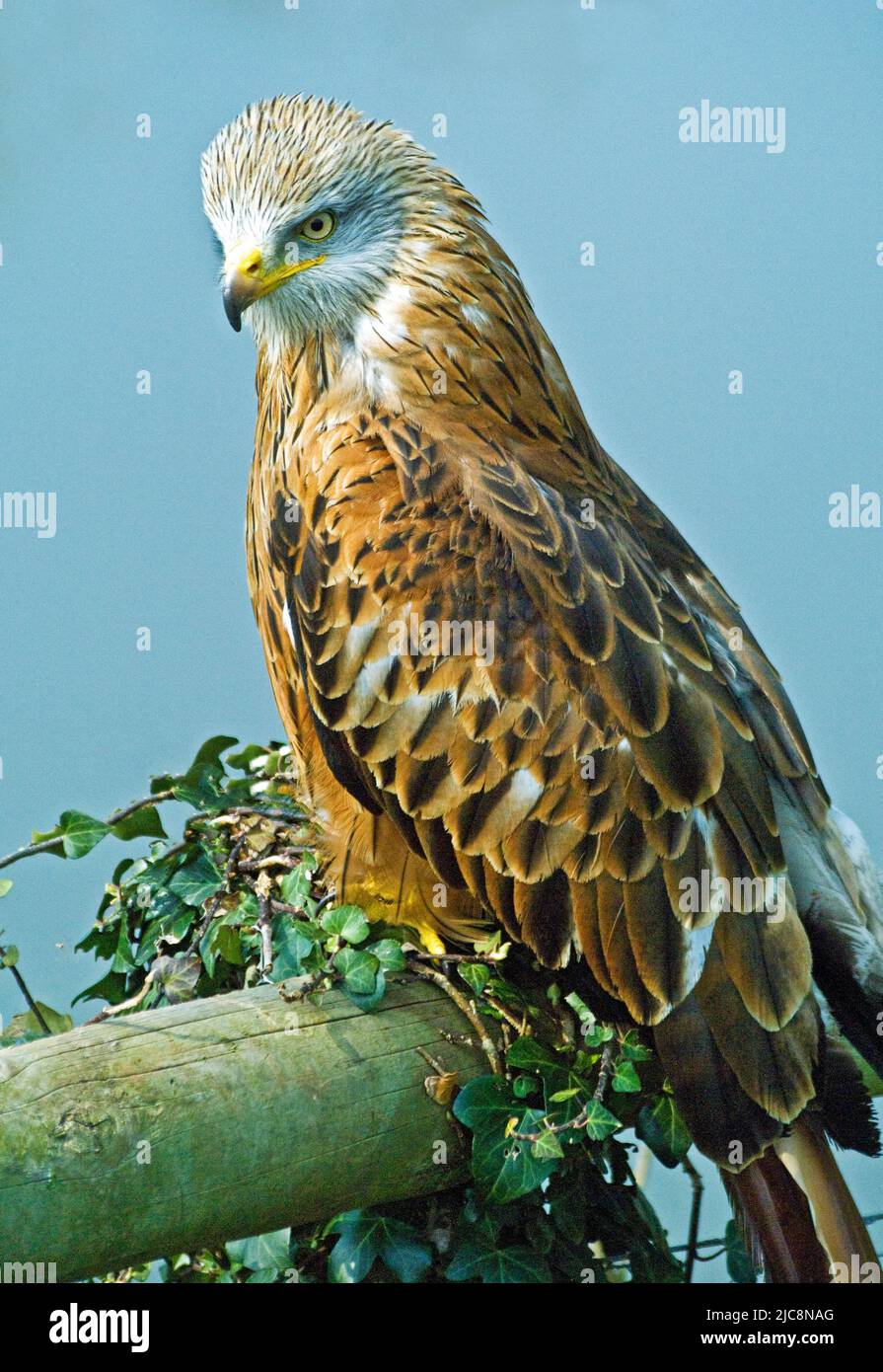 Portrait format red kite hi-res stock photography and images - Alamy