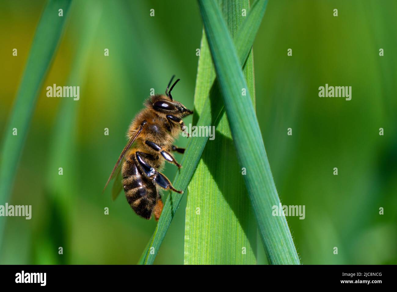 A honey bee sits on a green blade of grass. Close-up. High quality ...