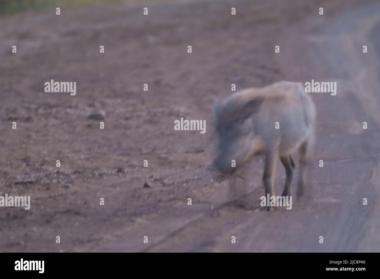 Nolan warthog Phacochoerus africanus africanus walking. Picture blur to ...