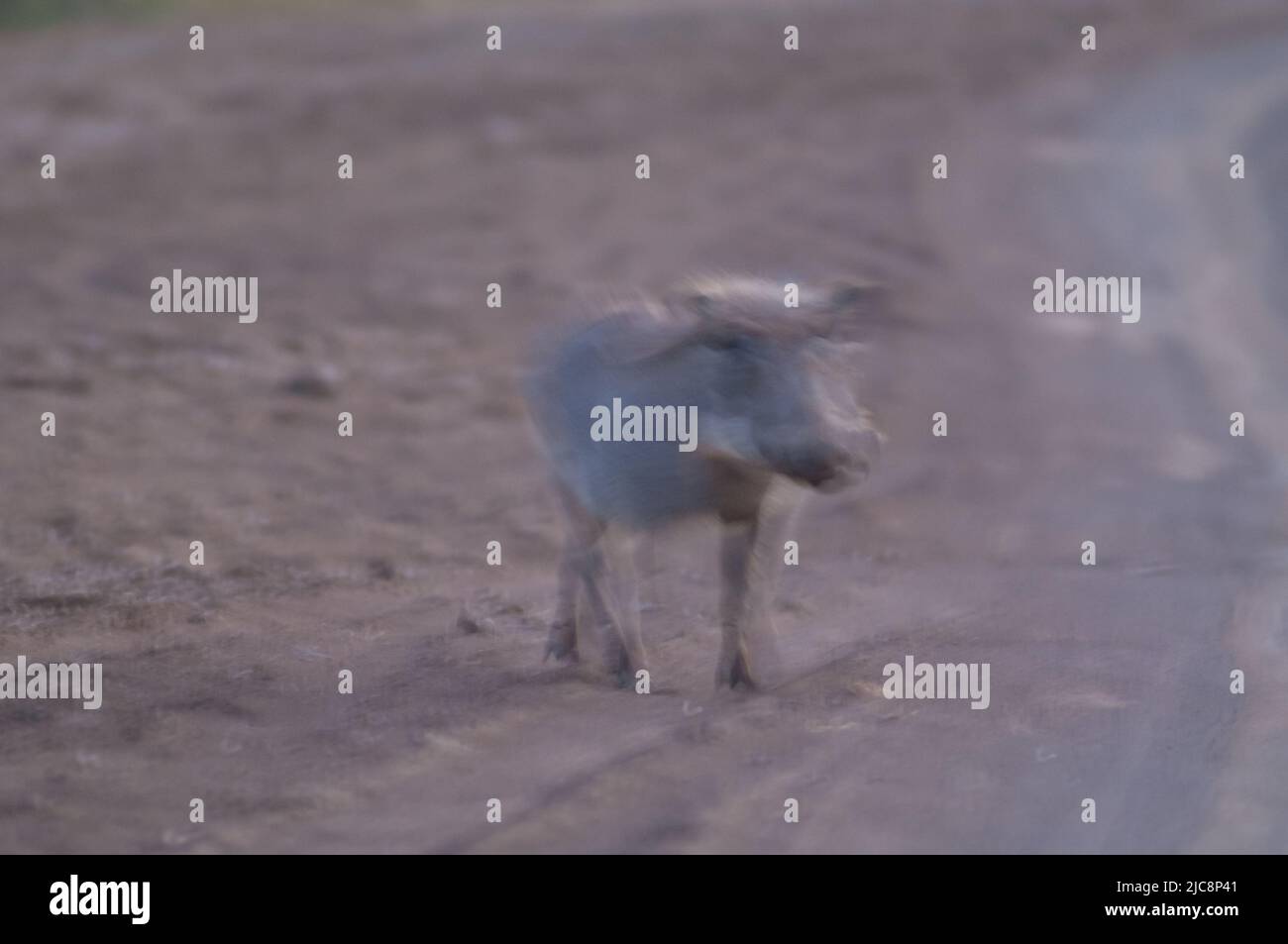 Nolan warthog Phacochoerus africanus africanus walking. Picture blur to ...