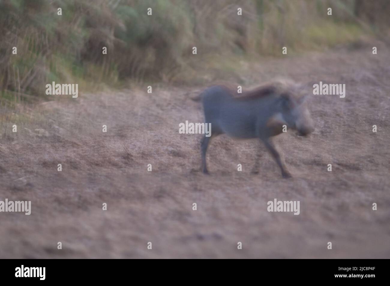 Nolan warthog Phacochoerus africanus africanus walking. Picture blur to ...