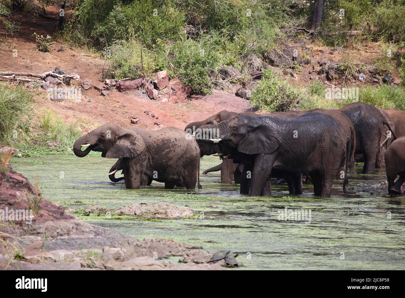 Afrikanischer Elefant im Sweni River / African elephant in Sweni River ...