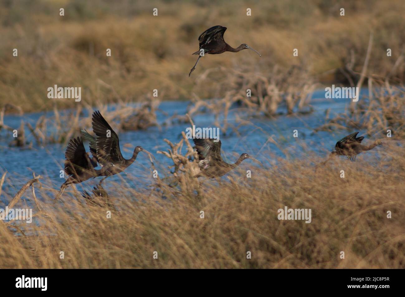 Group of ibis taking off hi-res stock photography and images - Alamy