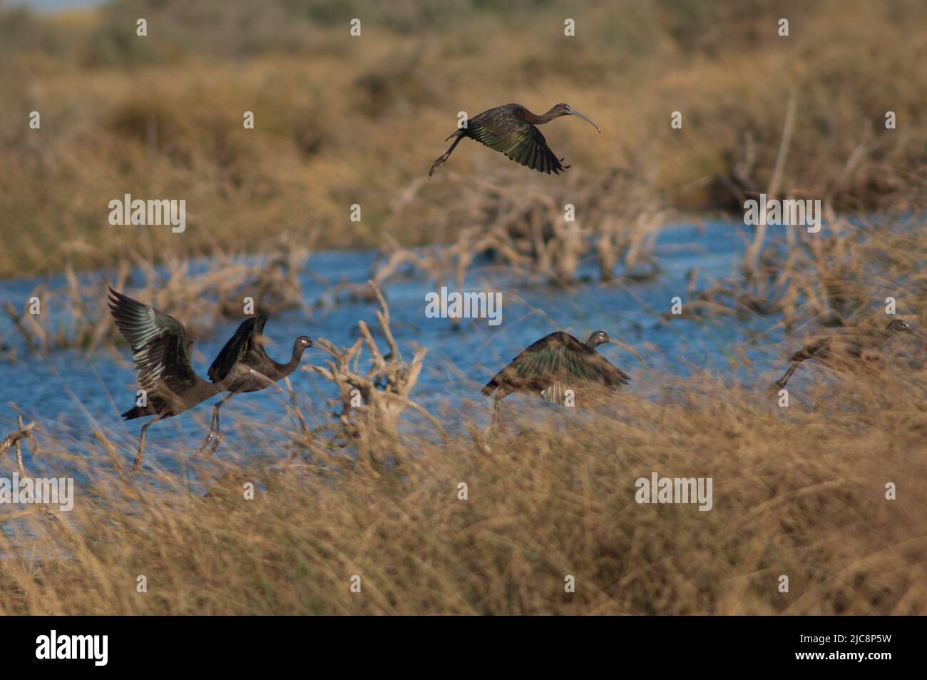 Group of ibis taking off hi-res stock photography and images - Alamy