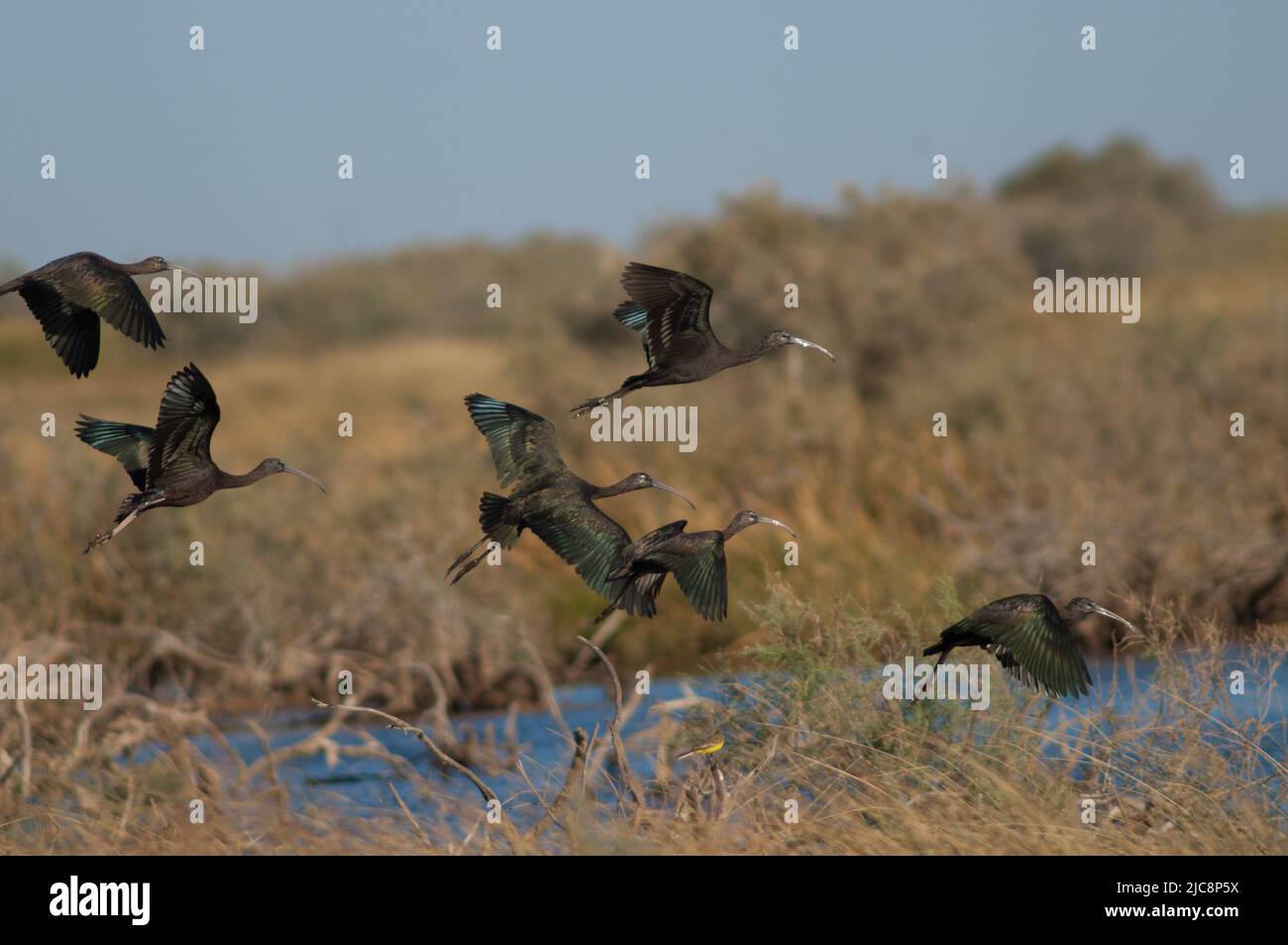 Group of ibis taking off hi-res stock photography and images - Alamy