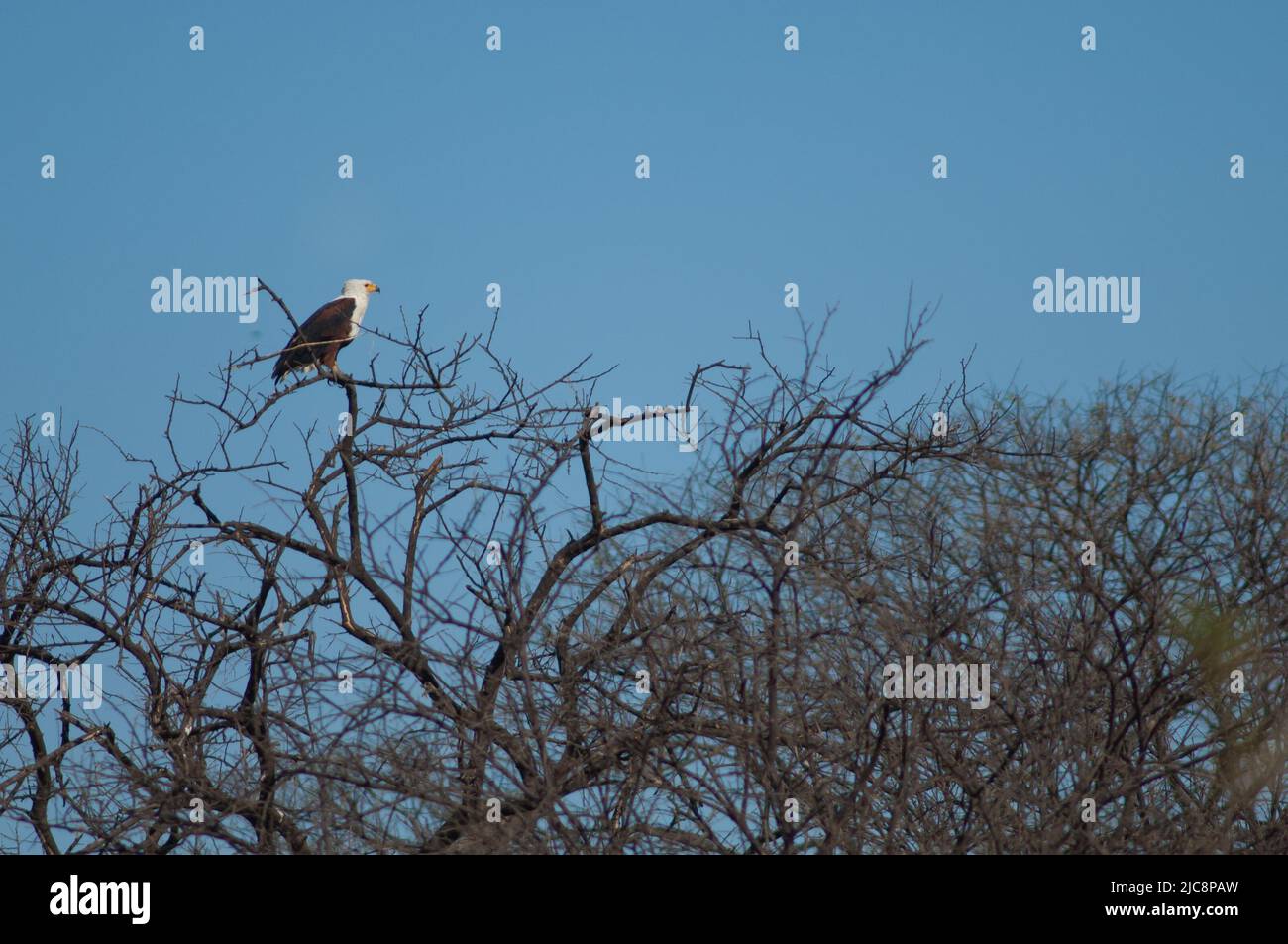 African fish eagle Haliaeetus vocifer. Oiseaux du Djoudj National Park ...