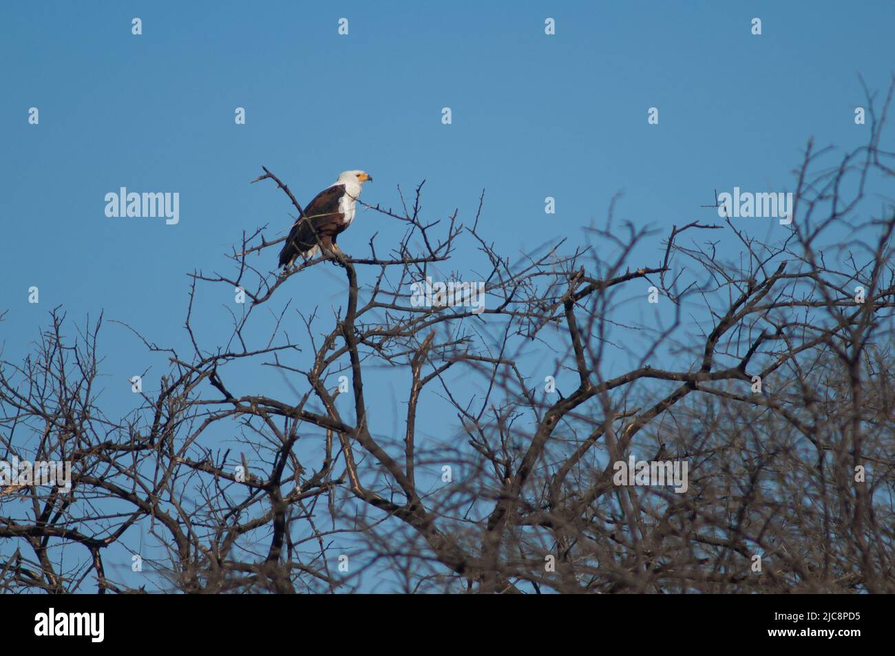 African fish eagle Haliaeetus vocifer. Oiseaux du Djoudj National Park ...