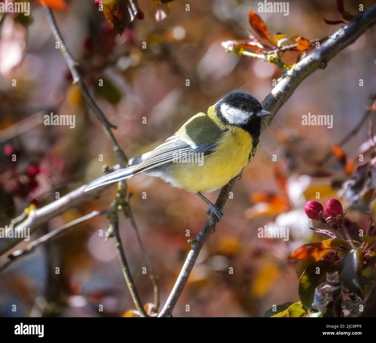 Great Tit bird (parus major) sitting on a tree branch Stock Photo - Alamy