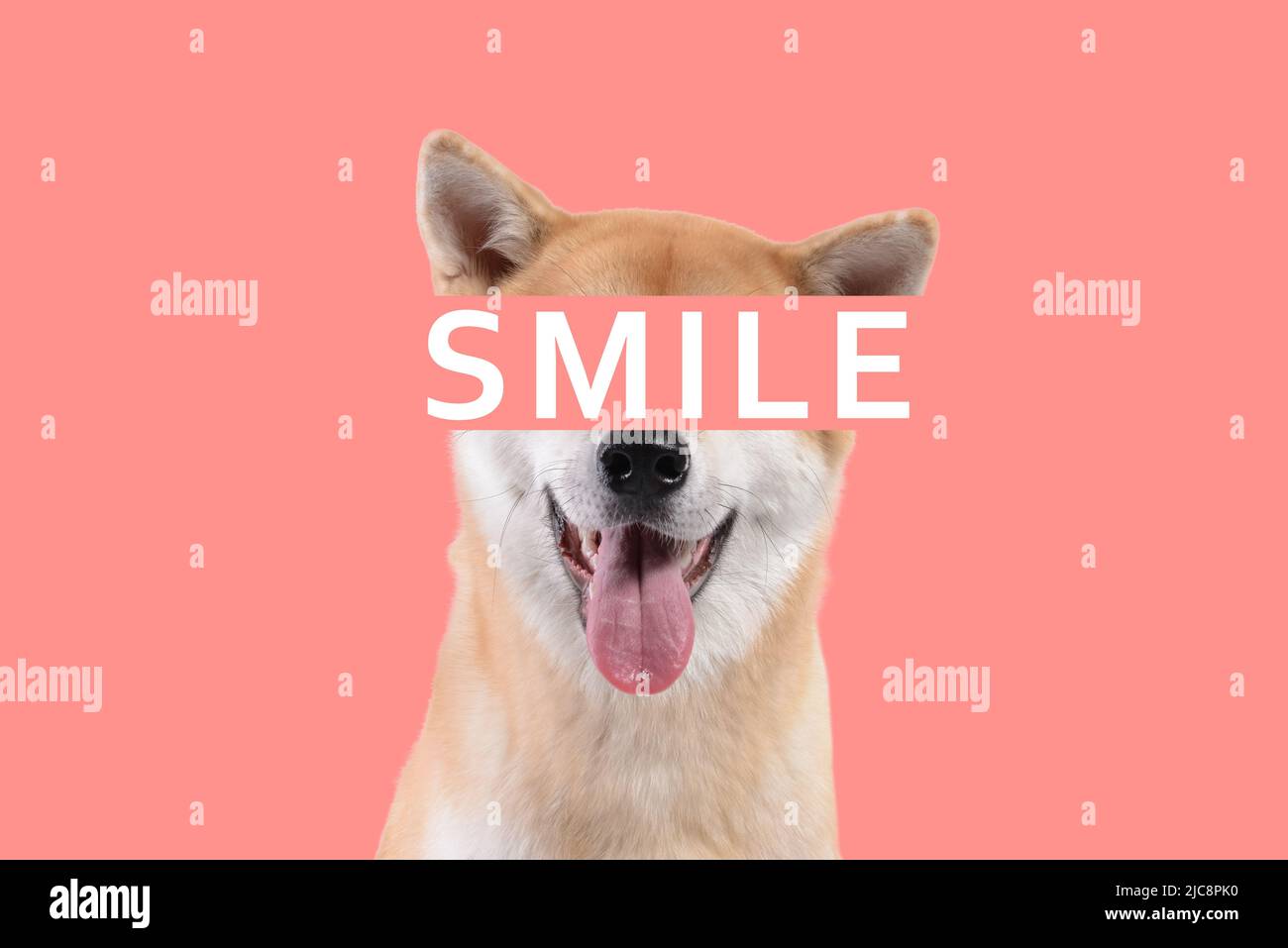 Cute Akita Inu dog and word SMILE on pink background Stock Photo - Alamy
