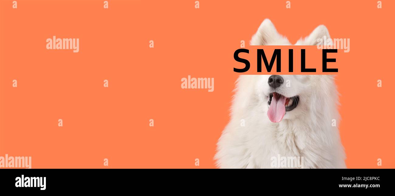 Cute Samoyed dog and word SMILE on orange background with space for ...