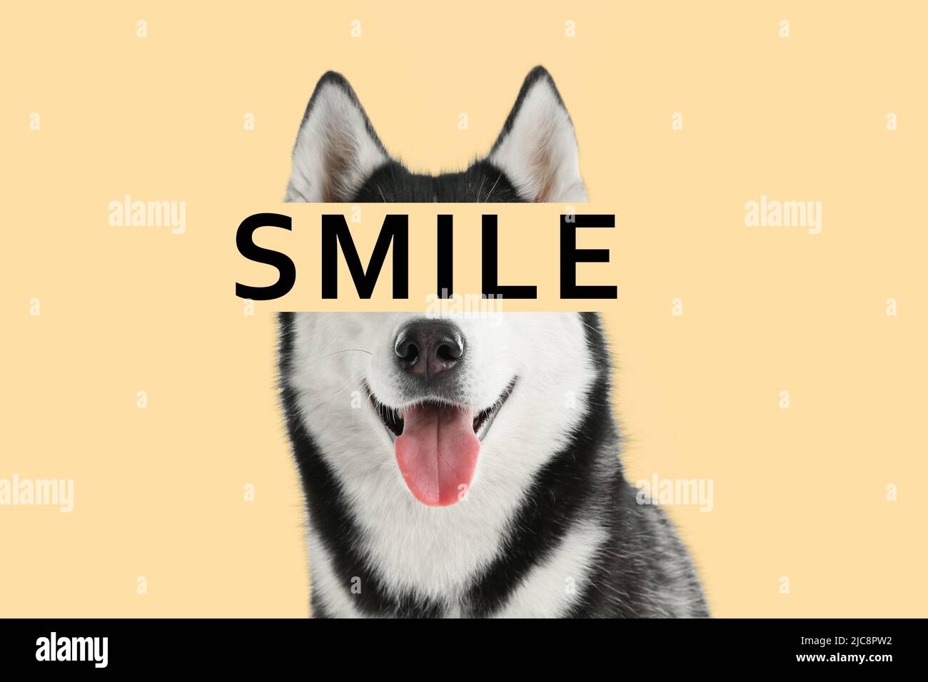 Adorable husky dog and word SMILE on beige background Stock Photo - Alamy