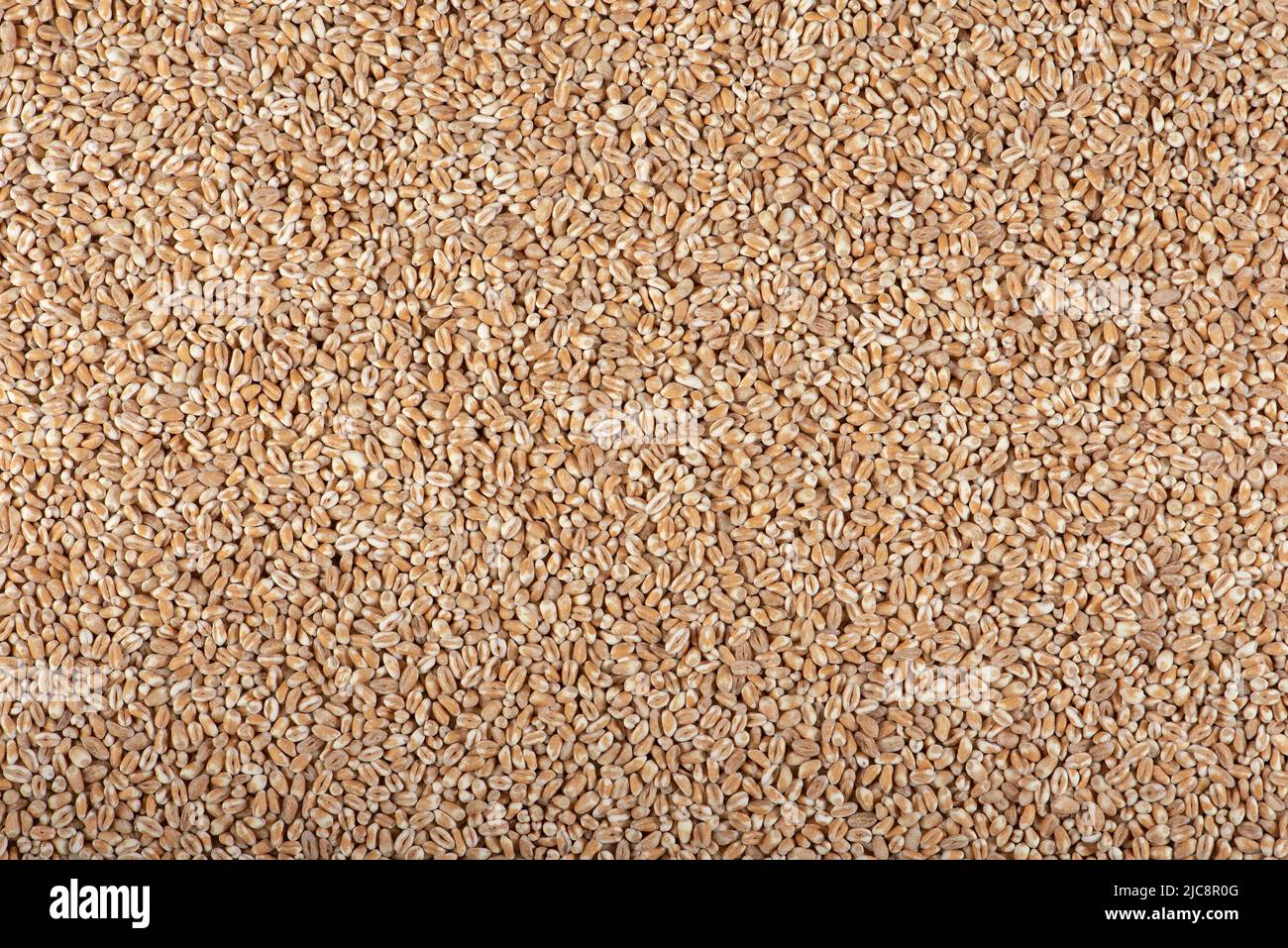 Texture of wheat, grains. Background for dry wheat design. Large size ...