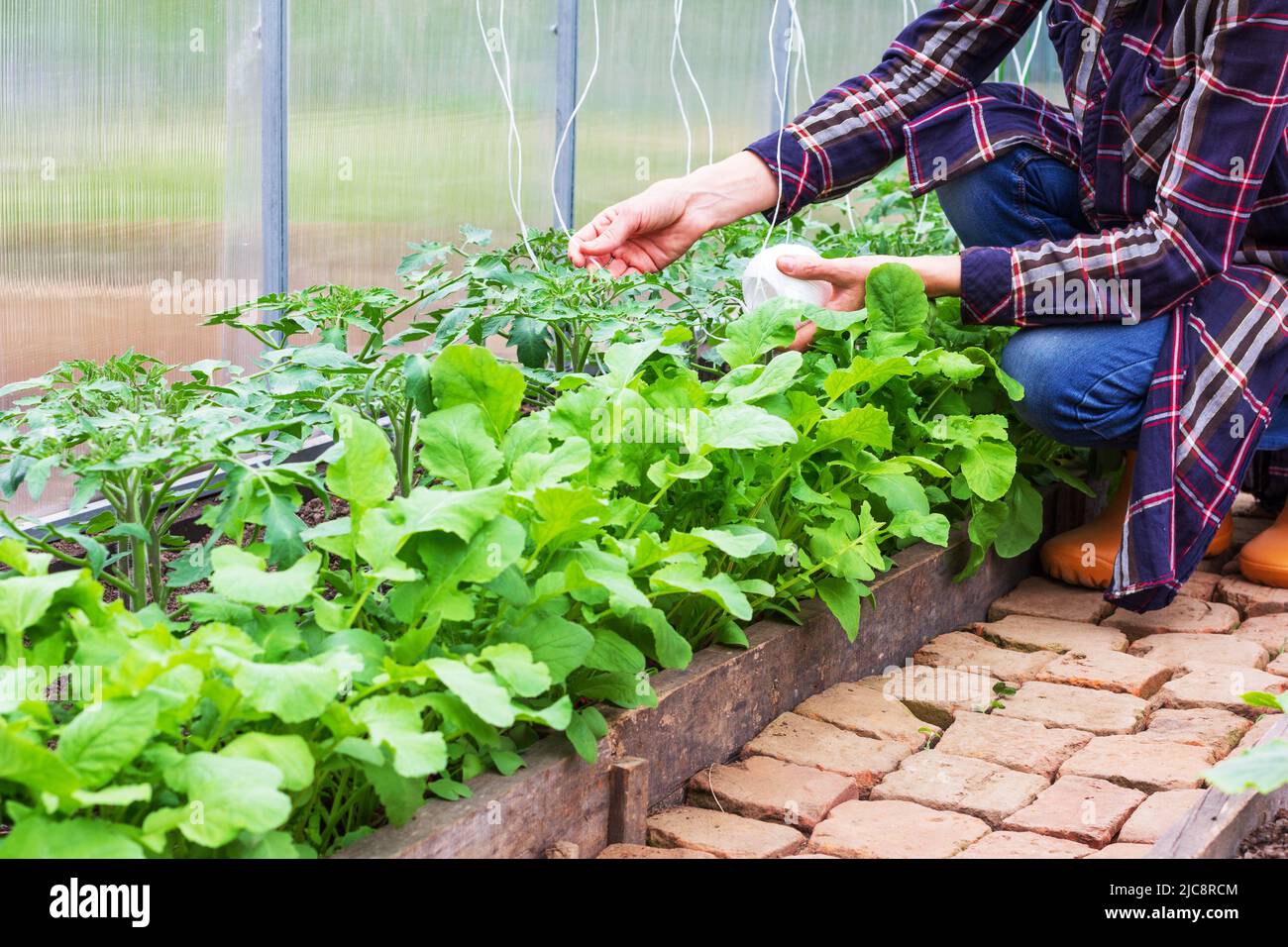 women's hands tie up tomato seedlings in a greenhouse with a rope Stock ...