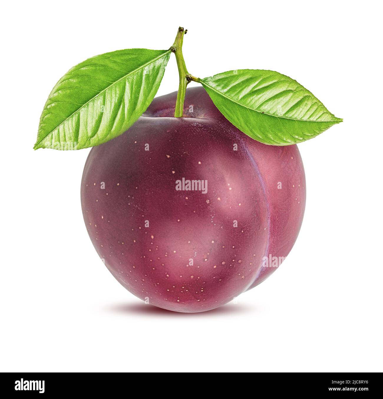 Plum isolated on white background Stock Photo - Alamy