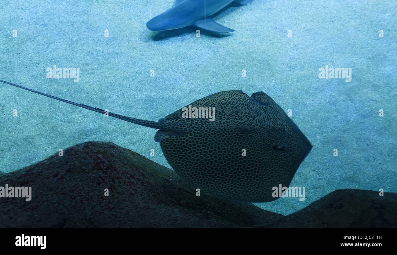 Atlantic stingrays hi-res stock photography and images - Alamy