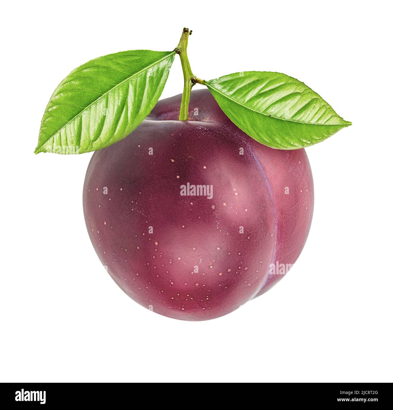 Plum isolated on white background Stock Photo - Alamy