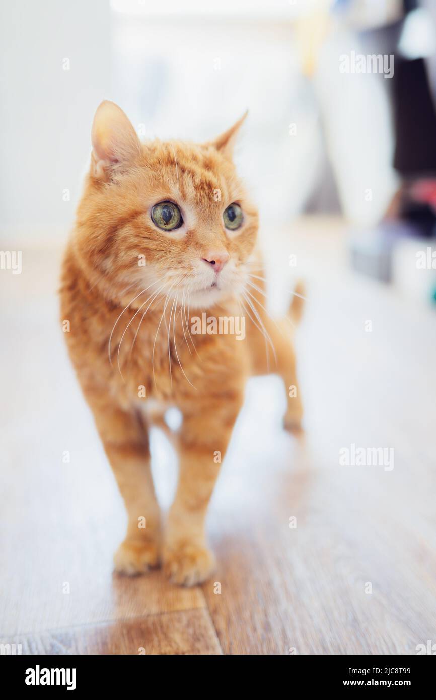 Beautiful ginger cat. Selective focus on eyes Stock Photo - Alamy