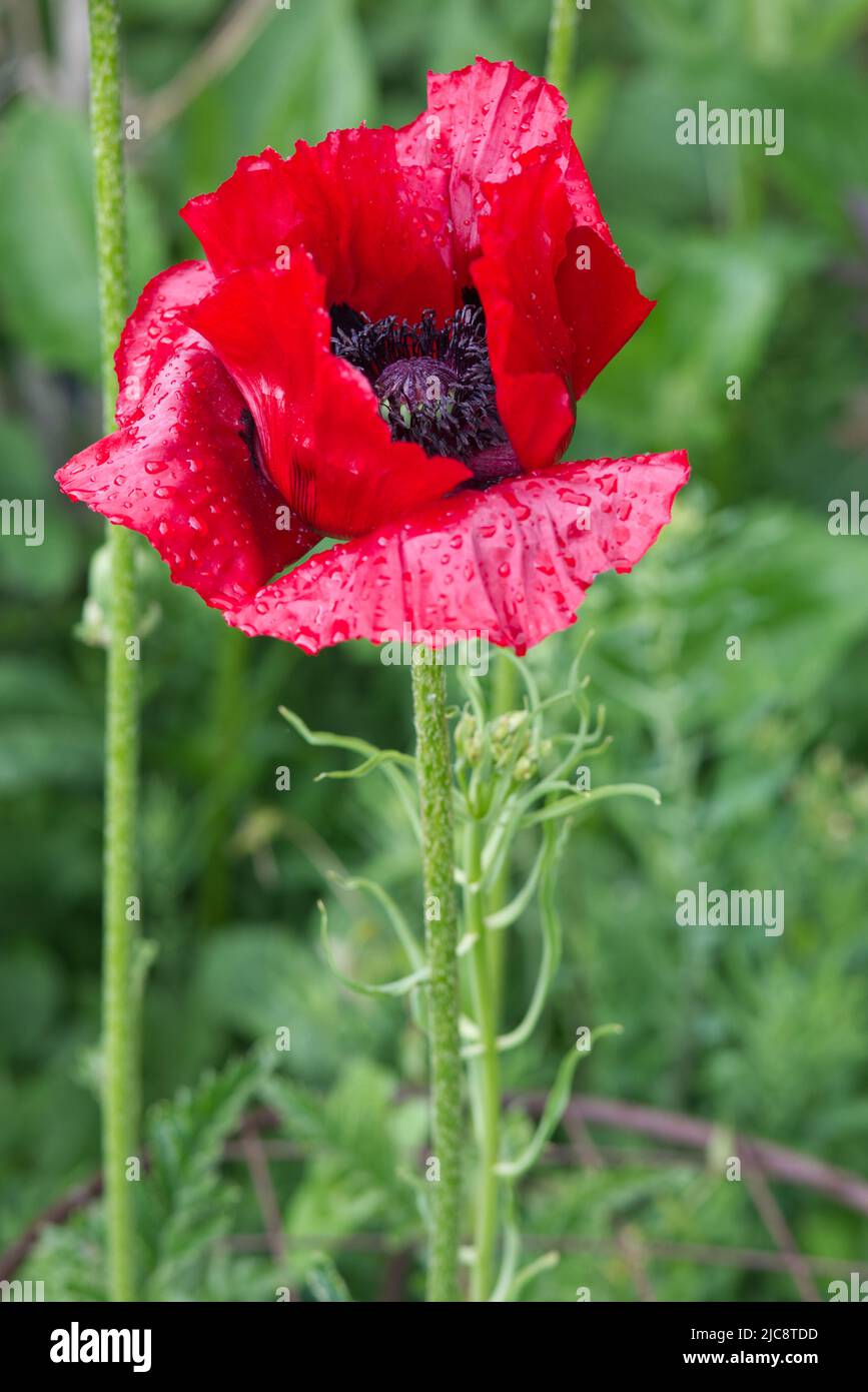 Poppy cultivars hi-res stock photography and images - Alamy