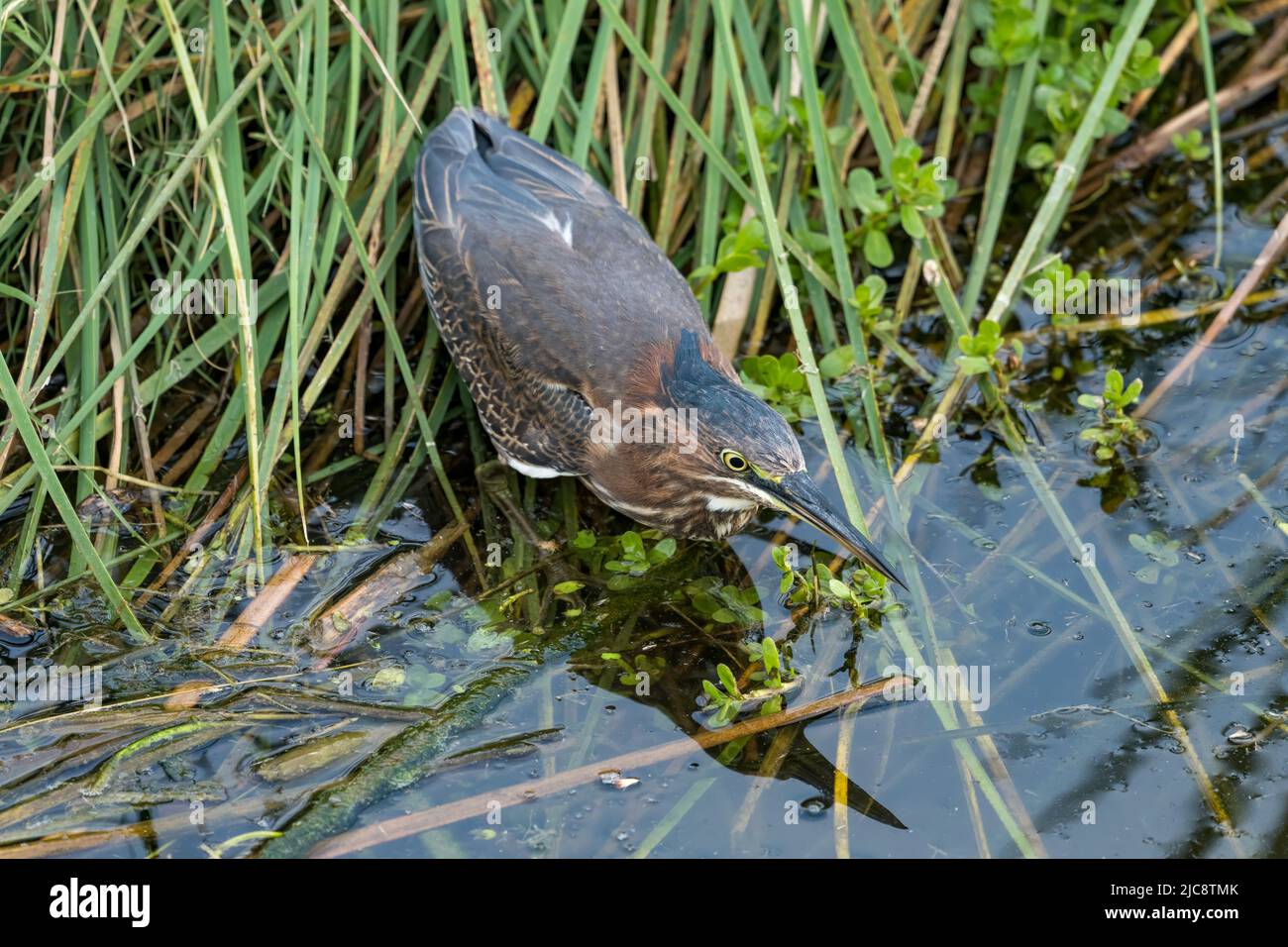 A Green Heron, Butorides virescens, hunting in a wetland marsh in the ...