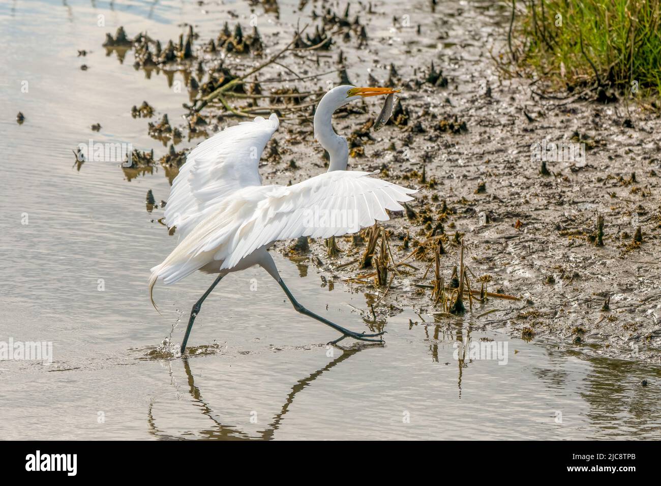 A Great Egret, Ardea alba, with a fish in its beak in a wetland marsh ...
