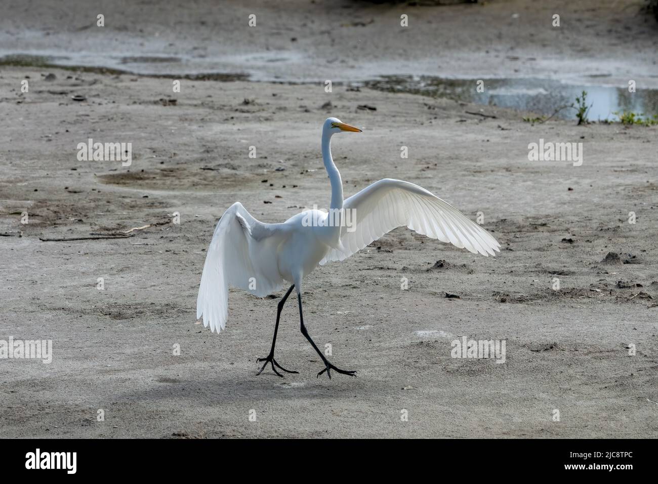 A Great Egret, Ardea alba, walks with wings outstretched on a tidal mud ...
