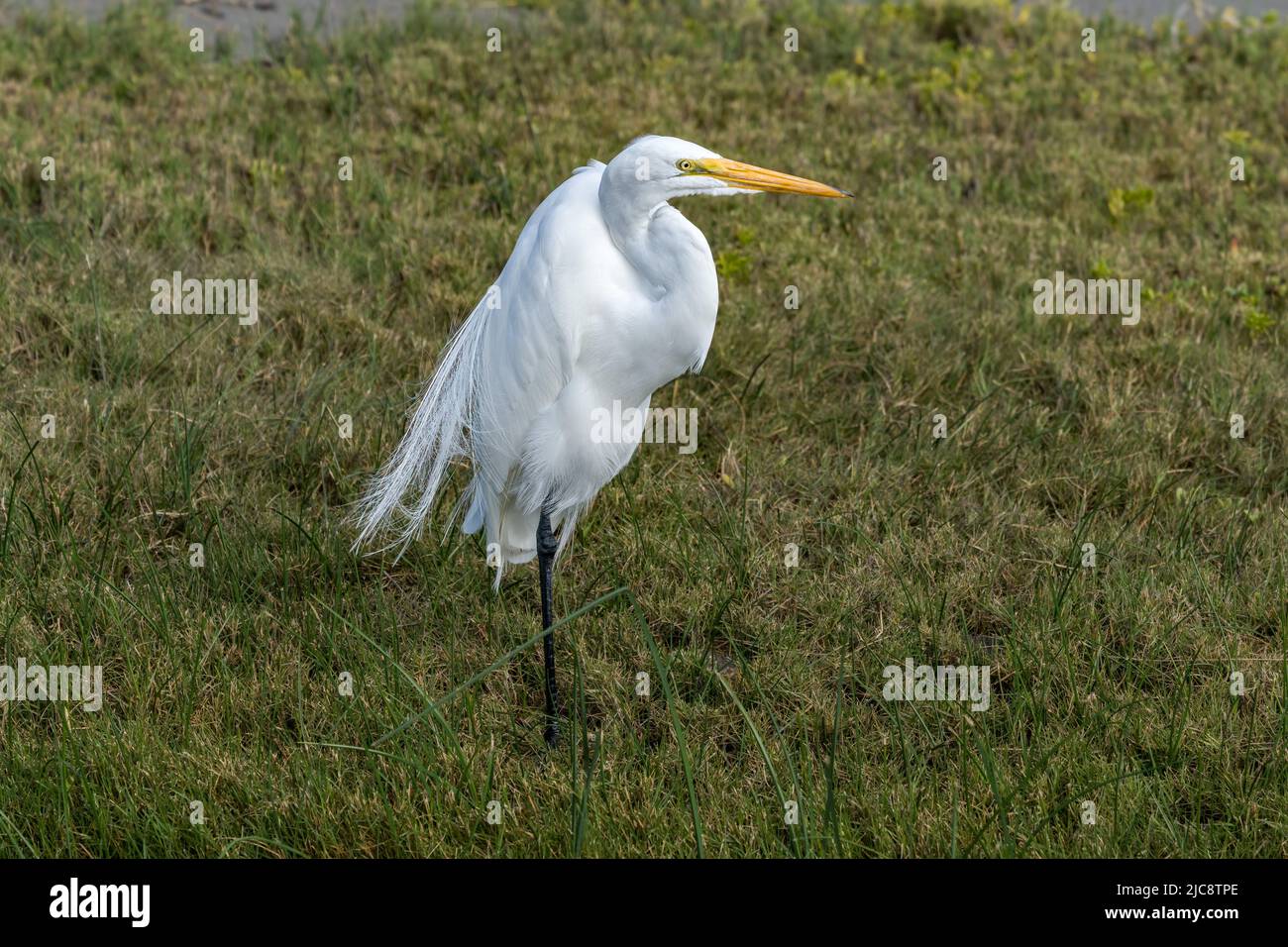 A Great Egret, Ardea alba, in breeding plumage in a wetland marsh in ...