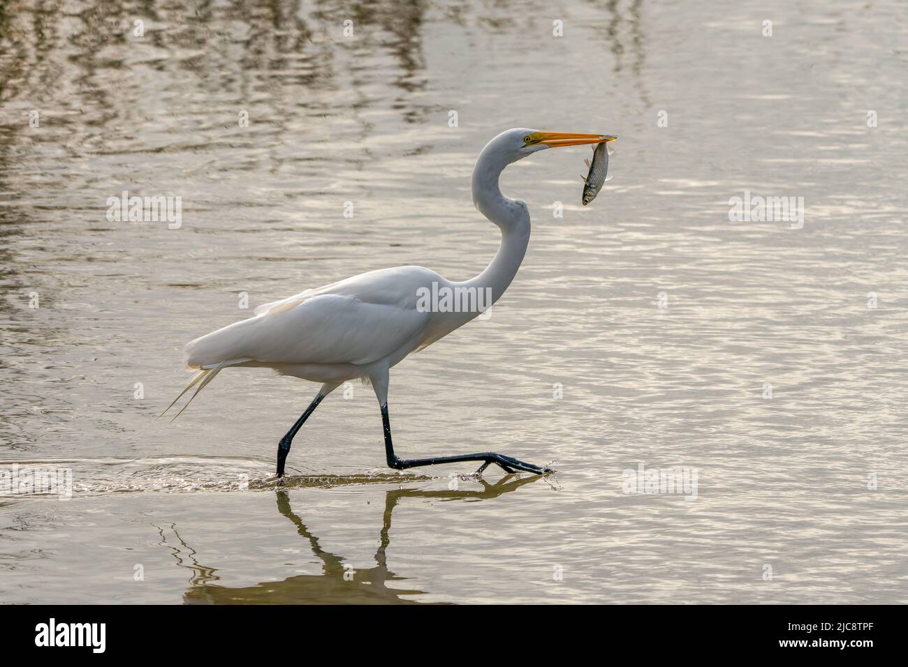 A Great Egret, Ardea alba, with a fish in its beak in a wetland marsh ...