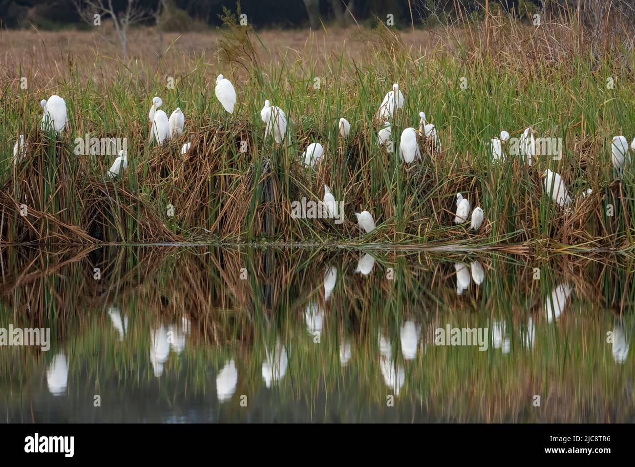 A mixed flock of Great Egrets and Snowy Egrets roosting by a pond near ...