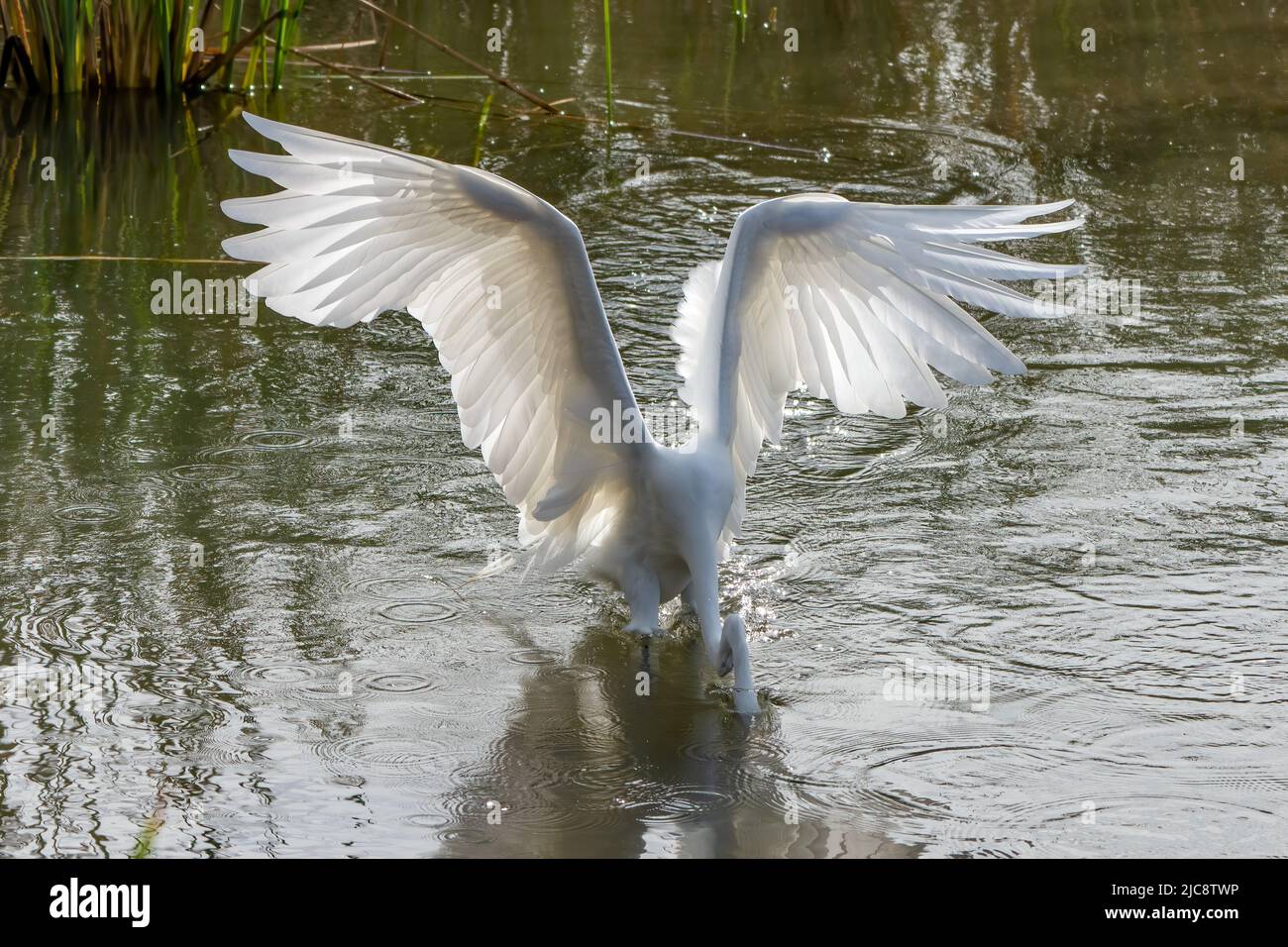 A Great Egret, Ardea alba, plunges its head underwater to try to catch ...