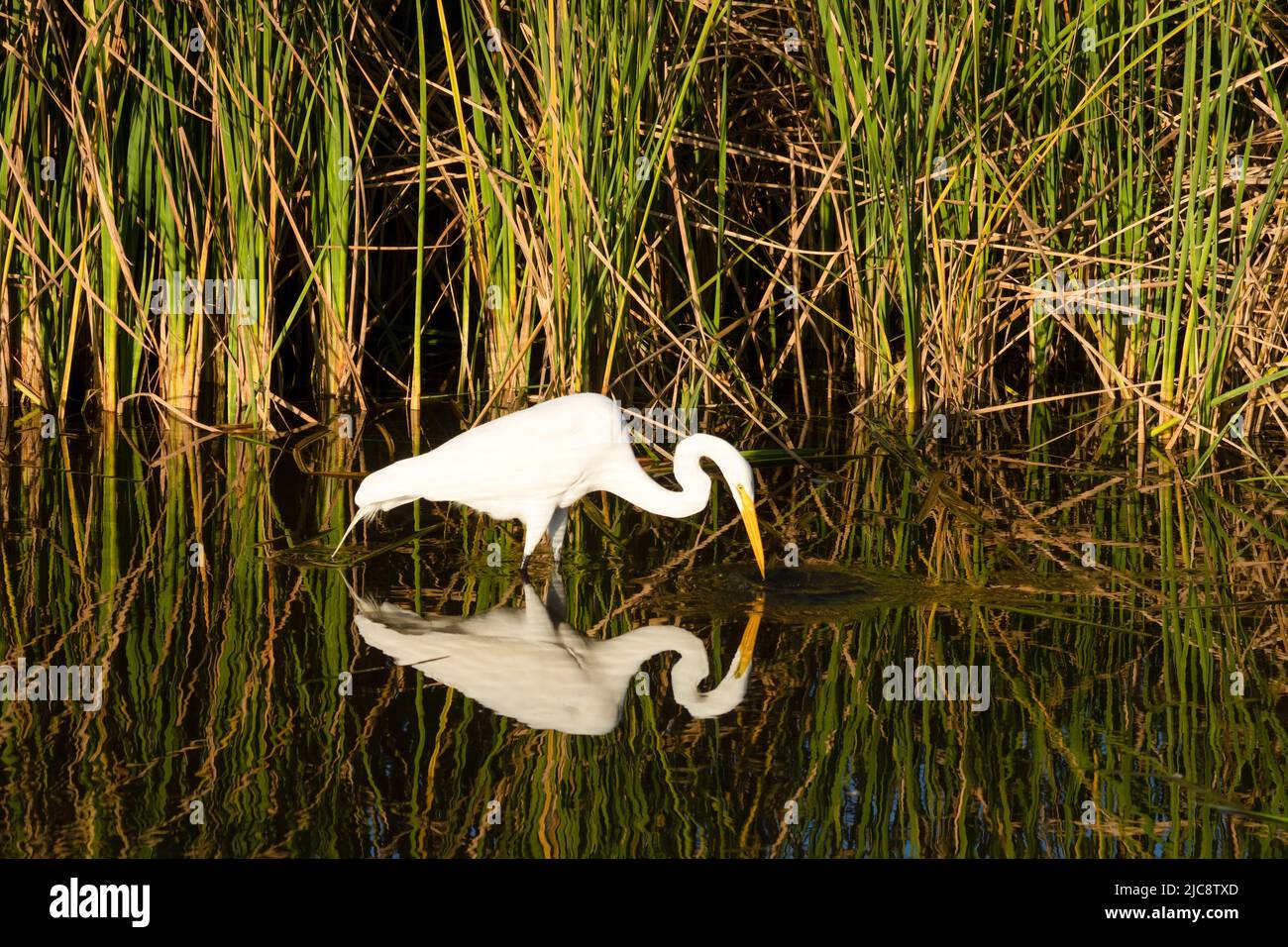 A Great Egret, Ardea alba, hunting in a wetland marsh in the South ...