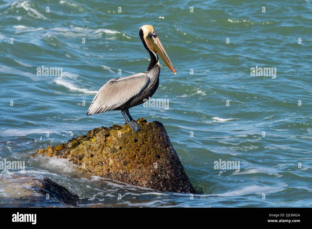 A Brown Pelican, Pelecanus occidentalis, perched on the concrete jetty ...