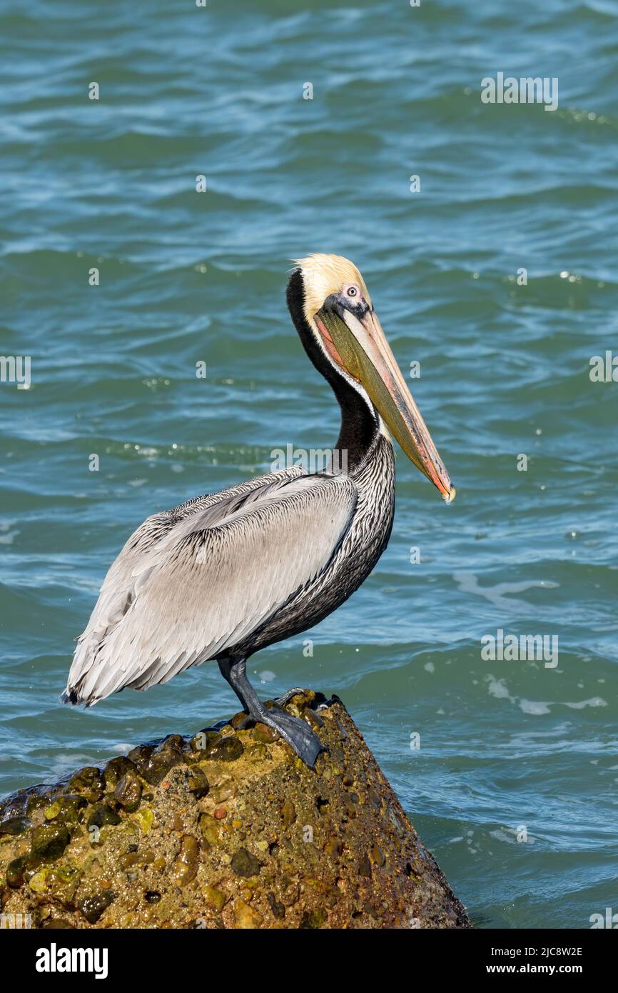 A Brown Pelican, Pelecanus occidentalis, perched on the concrete jetty ...