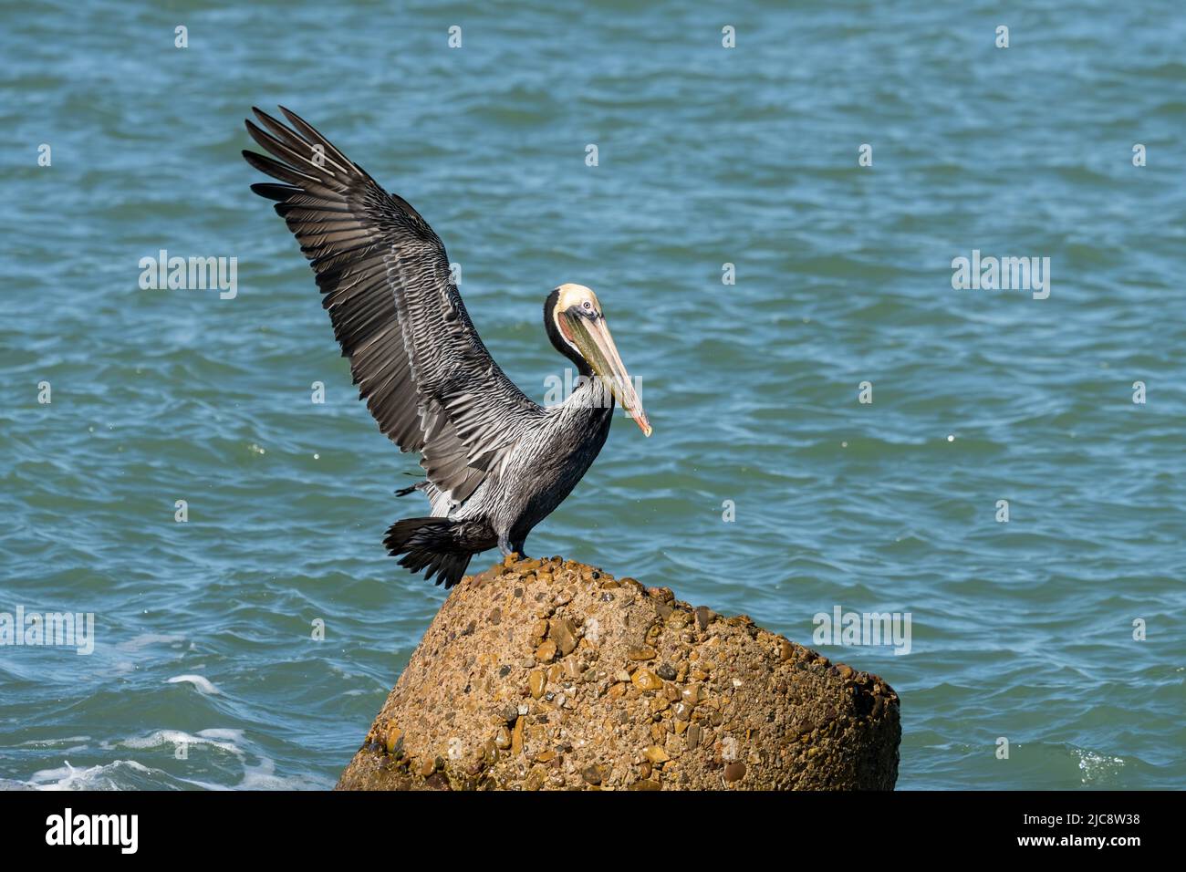 A Brown Pelican, Pelecanus occidentalis, perched on the concrete jetty ...