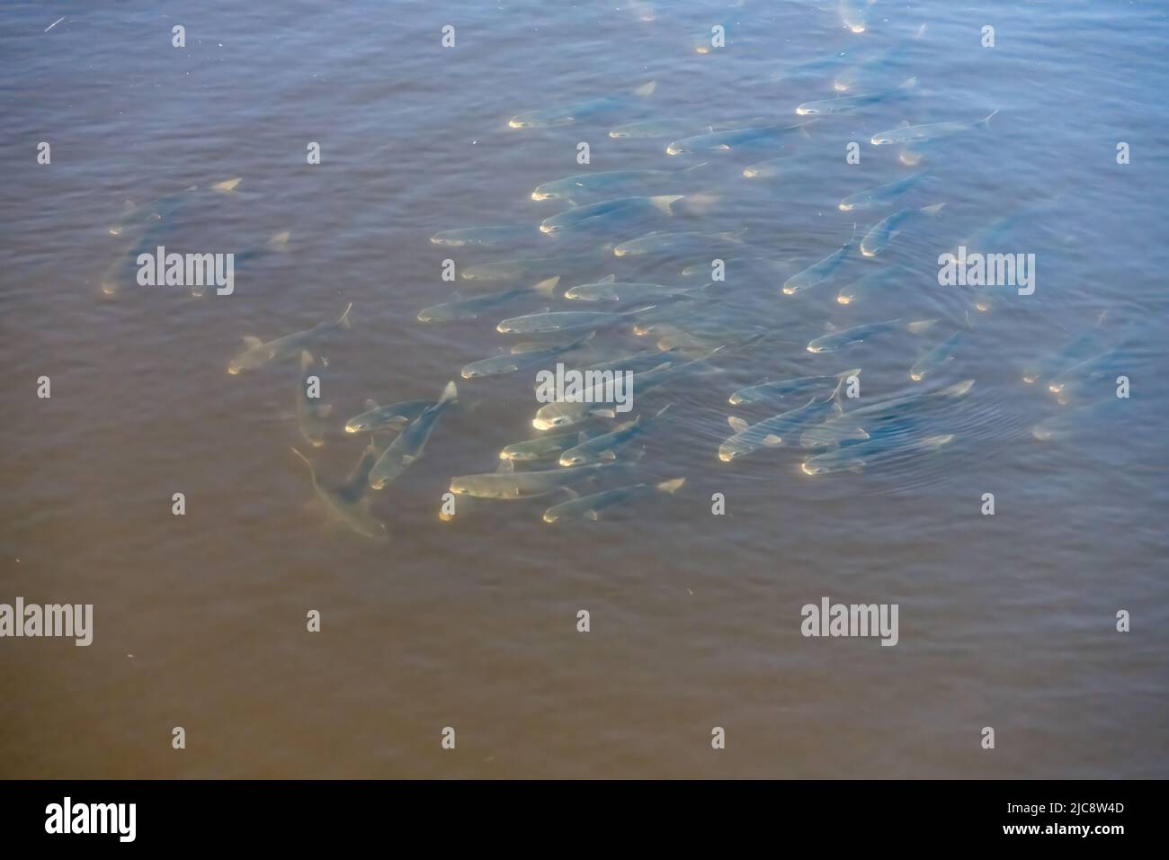 A school of mullet in the shallow waters of the Laguna Madre tidal ...