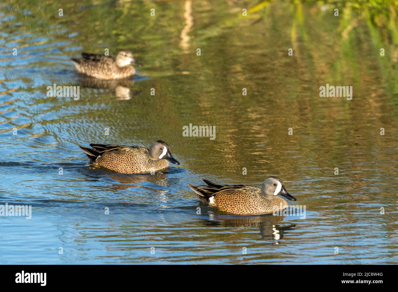 Two drake Blue-winged Teals, Spatula discors, in swim in a marsh in the ...
